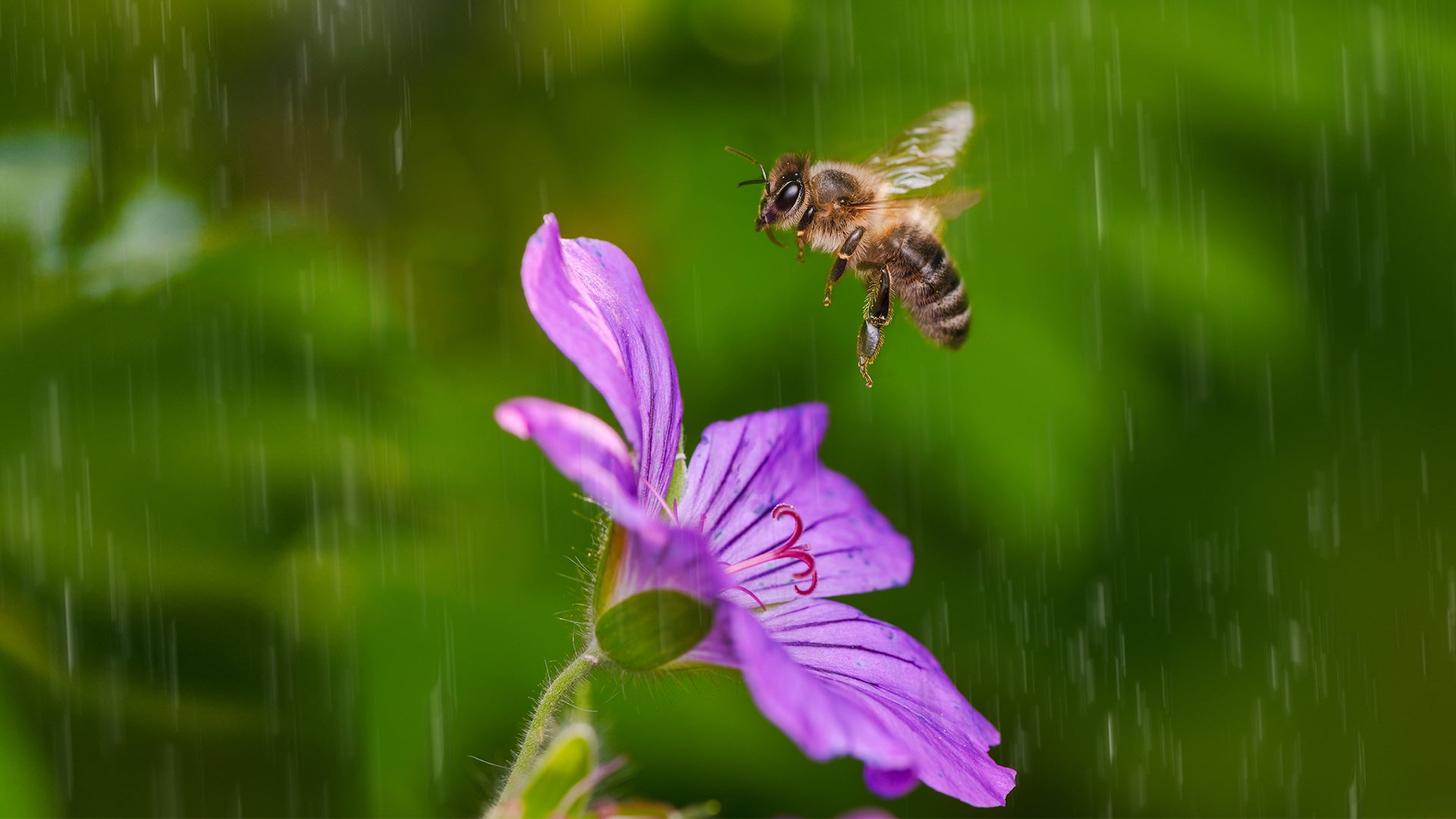 Wet Weather Beekeeping | How to Support See Hives During Rain Events ...