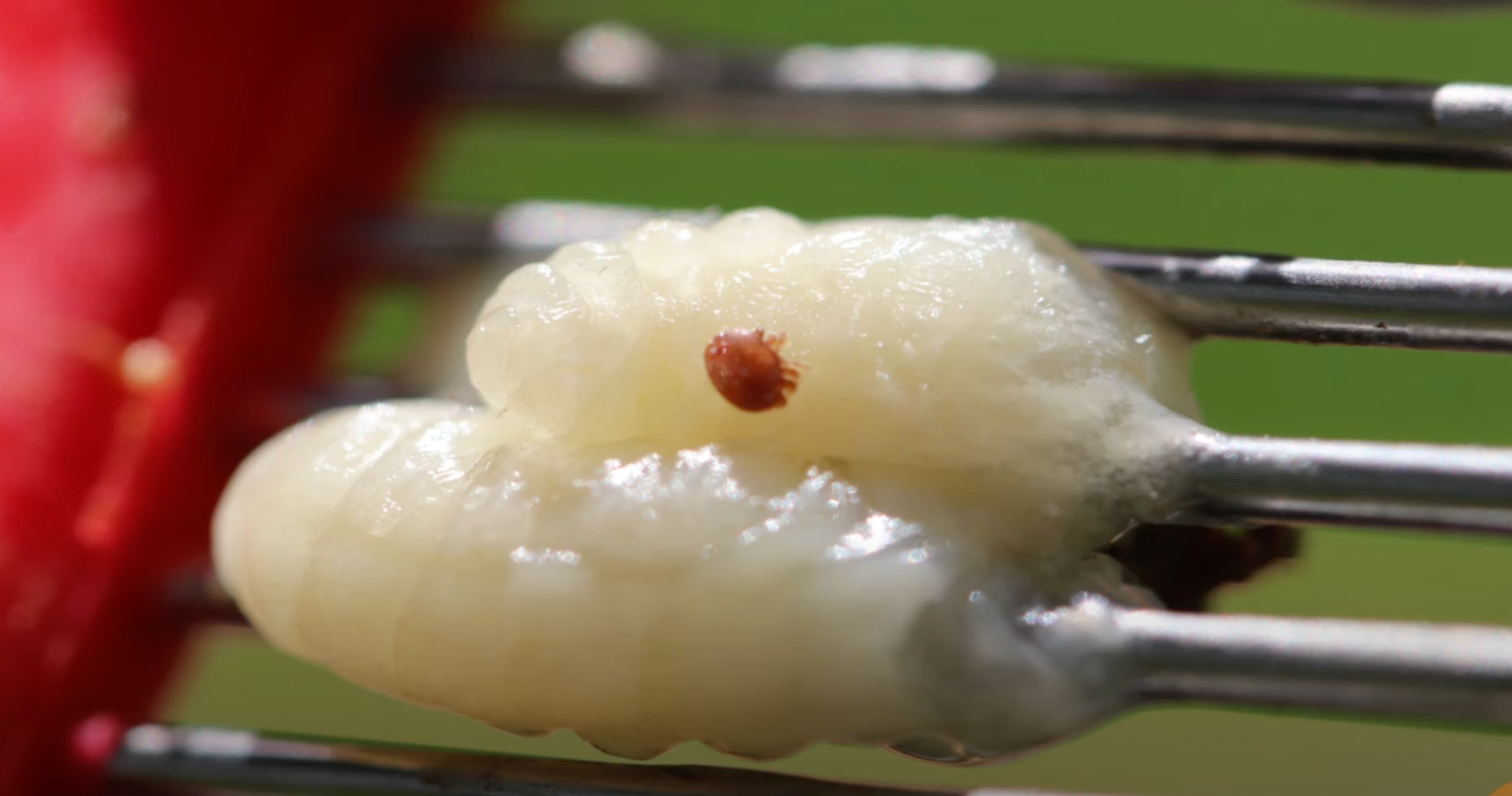 Varroa Mite Australia: How to Treat Varroa Mite to Reduce Levels ...