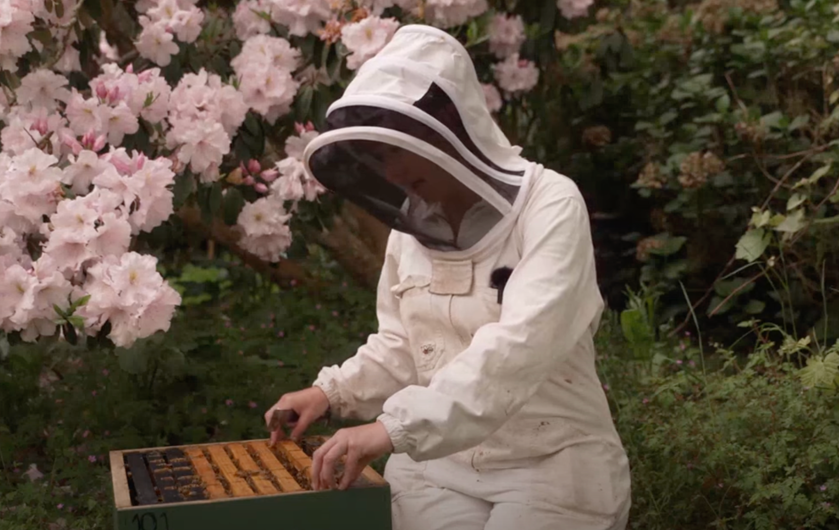 Varroa Mite Australia: The Global History of Varroa Mite in Beekeeping ...