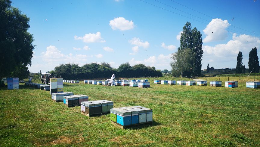 Articles Tagged "Beekeeping 101" - Ecrotek Beekeeping Supplies Australia