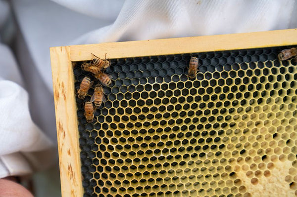 Bee Feeding Part 2: How To Feed Bees - Ecrotek Beekeeping Supplies ...