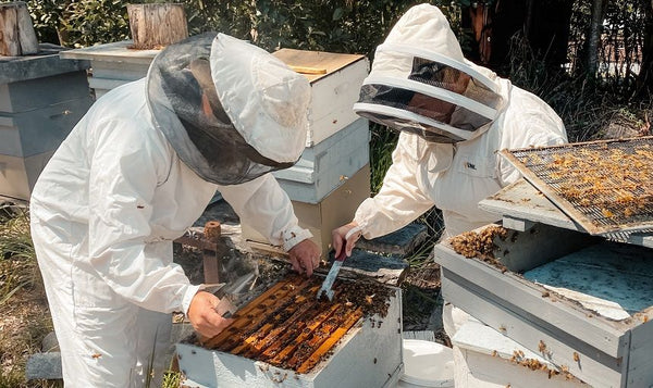Your Summer Beekeeping Checklist - Ecrotek Beekeeping Supplies Australia