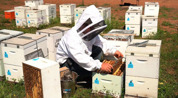 Rules and Regulations for Australian Beekeepers - Ecrotek Beekeeping ...