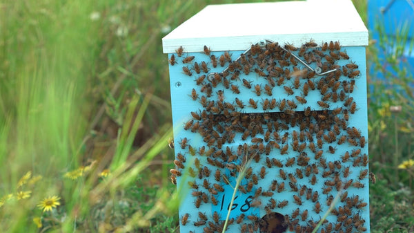 Beekeeping 101: How to Stop Hive Robbing - Ecrotek Beekeeping Supplies ...