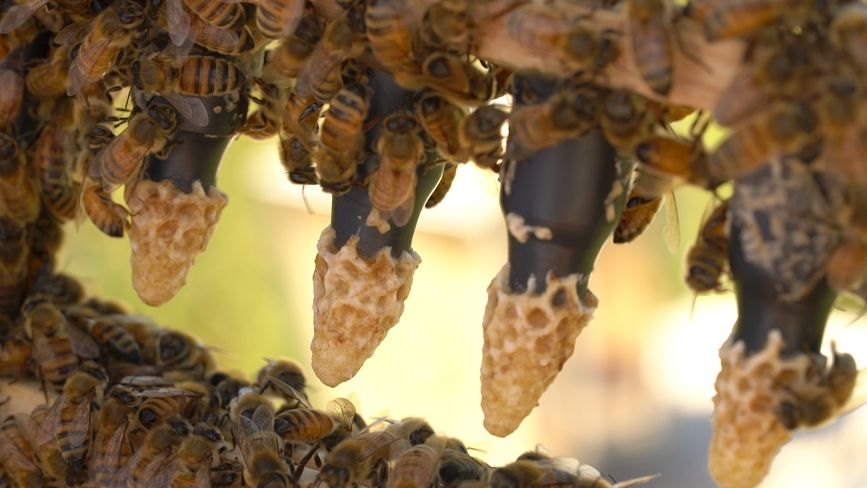 Articles Tagged "Beekeeping 101" - Ecrotek Beekeeping Supplies Australia