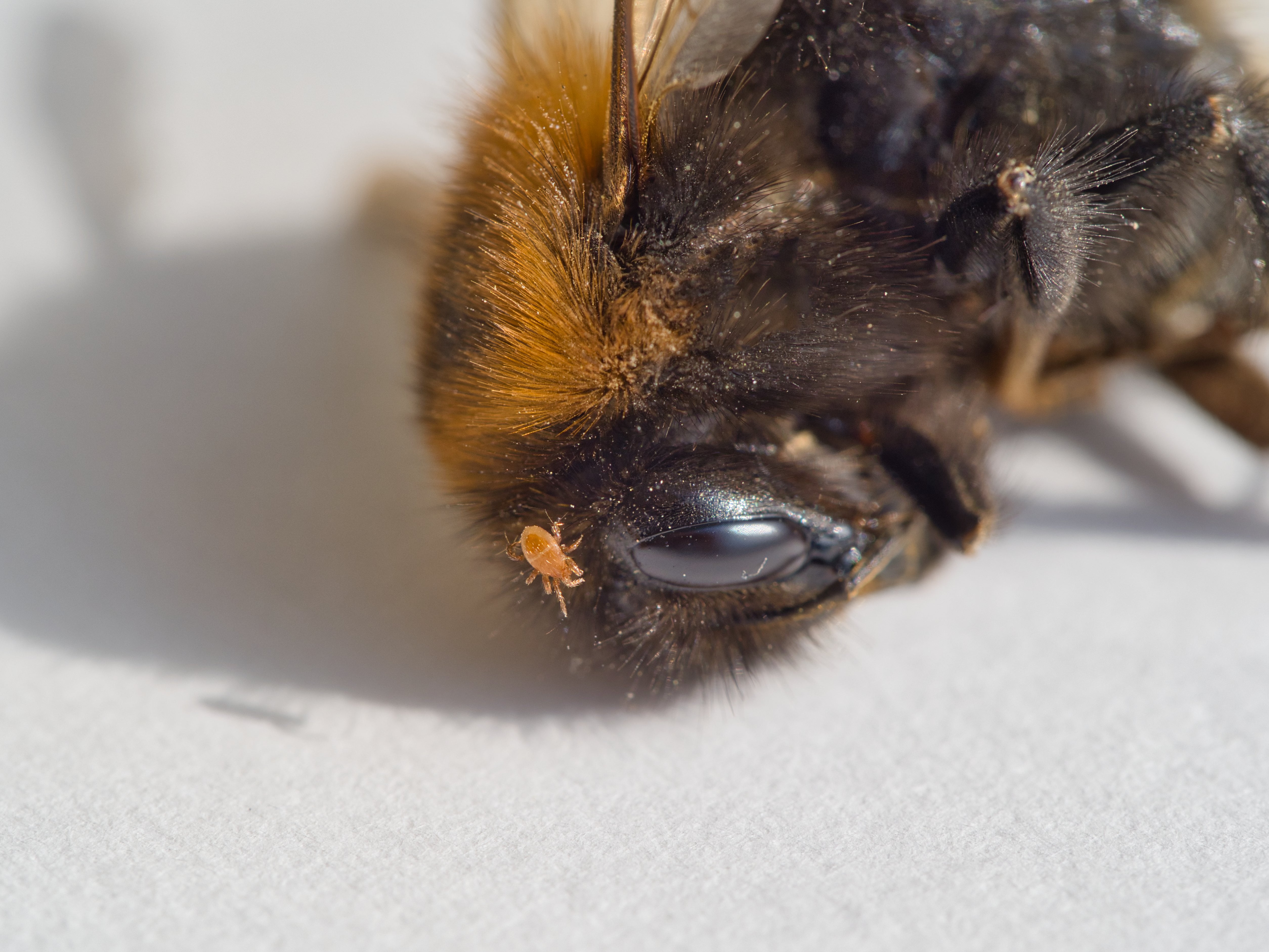 Varroa Mite Australia: How Varroa Mite Spreads - Ecrotek Beekeeping ...