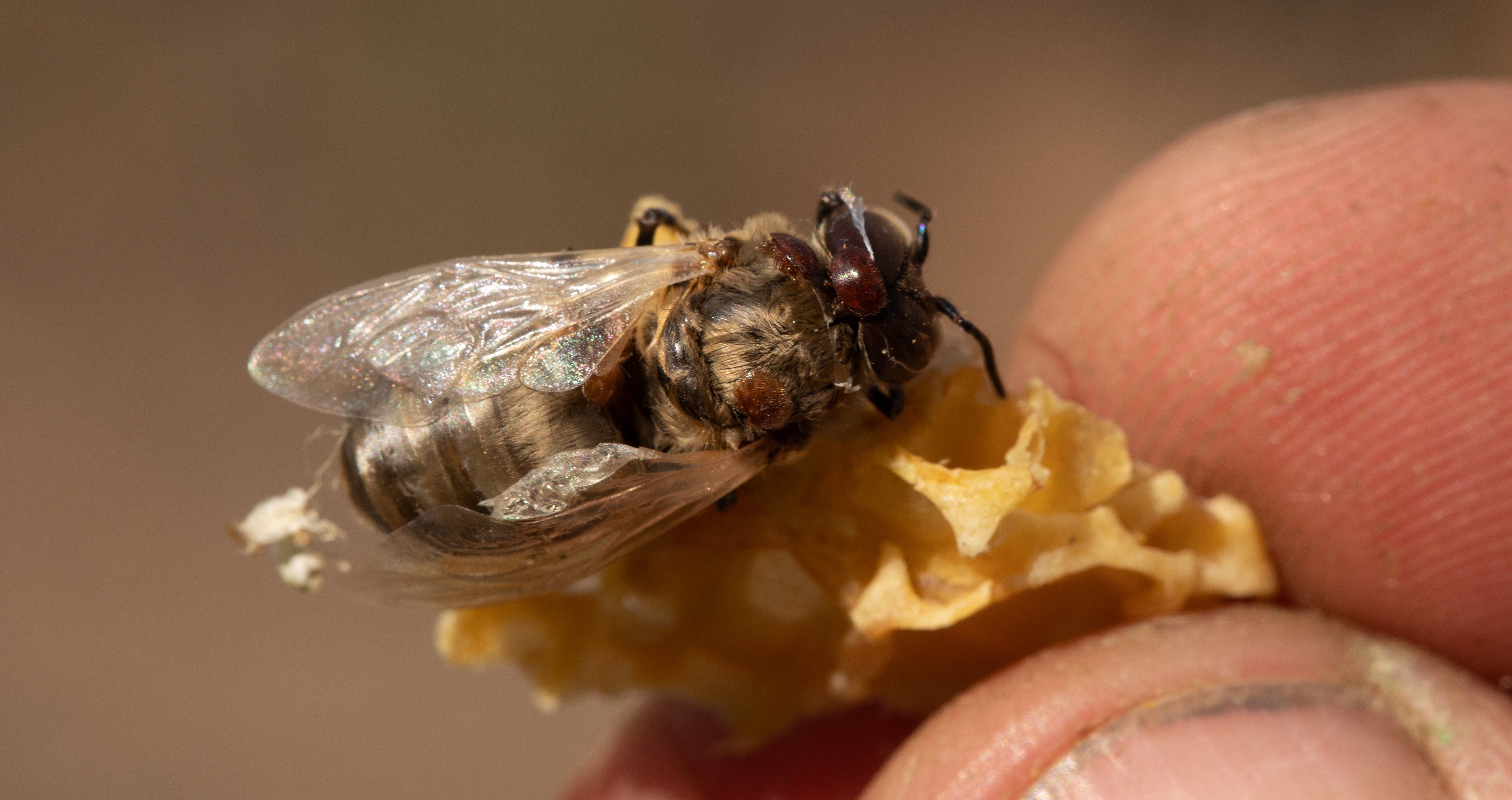 Varroa Mite Australia: Breeding Varroa-Resistant Bees - Ecrotek ...
