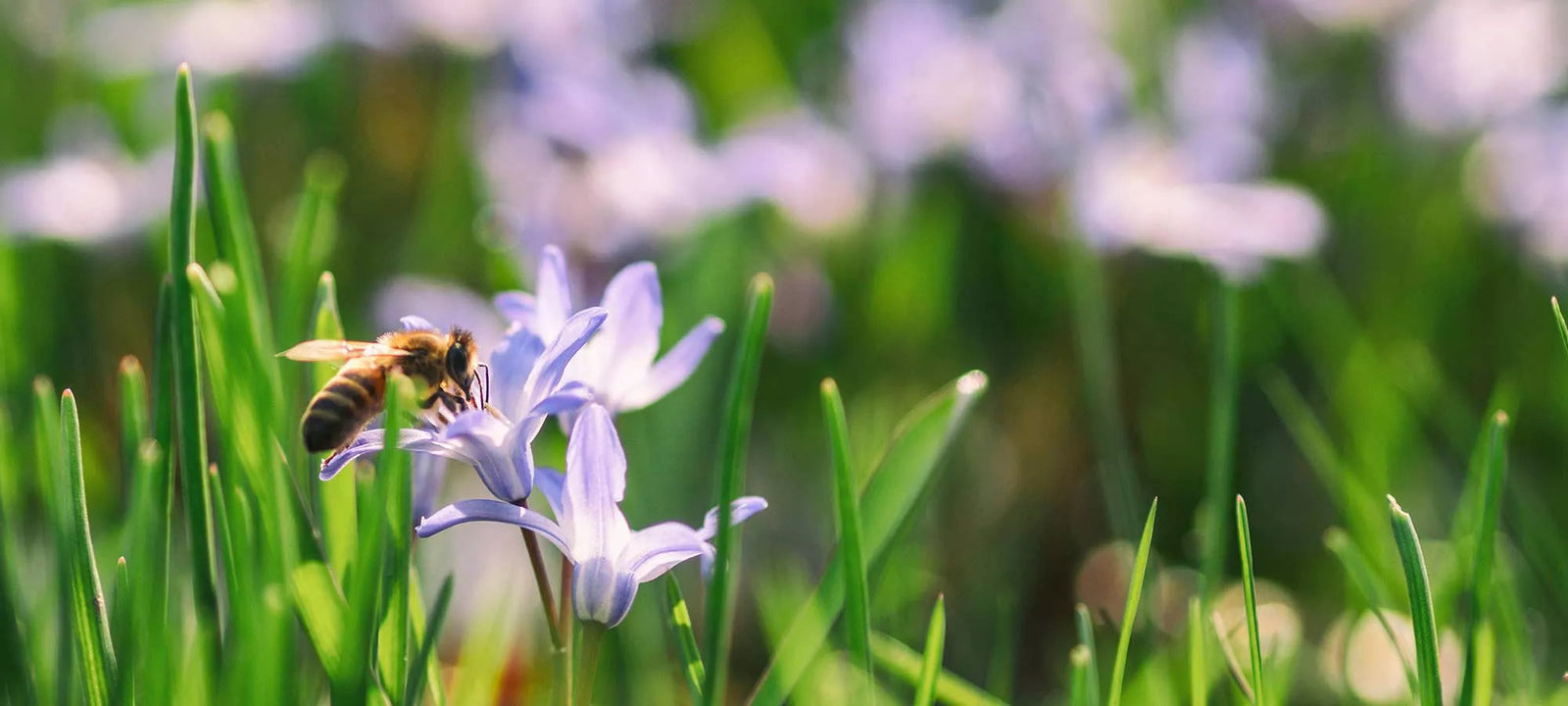 Learn - Ecrotek Beekeeping Supplies Australia