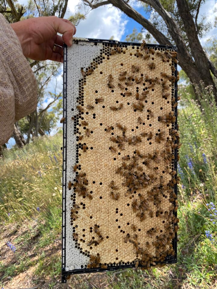 Plastic Bee Hive Frame - Full Depth - Beetek - Waxed or Unwaxed ...