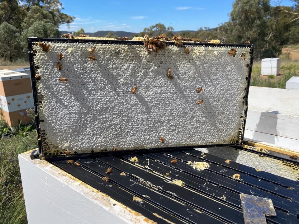 Plastic Bee Hive Frame - Full Depth - Beetek - Waxed or Unwaxed ...