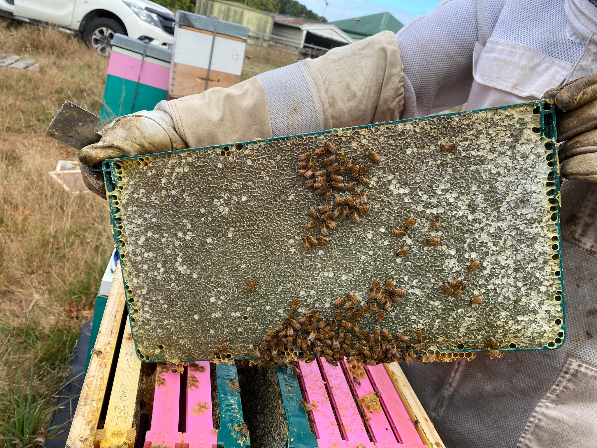 Bioforme Frame - 30g Wax Full Depth - Ecrotek Beekeeping Supplies Australia