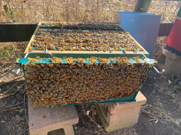 Bioforme Frame - 30g Wax Full Depth - Ecrotek Beekeeping Supplies Australia