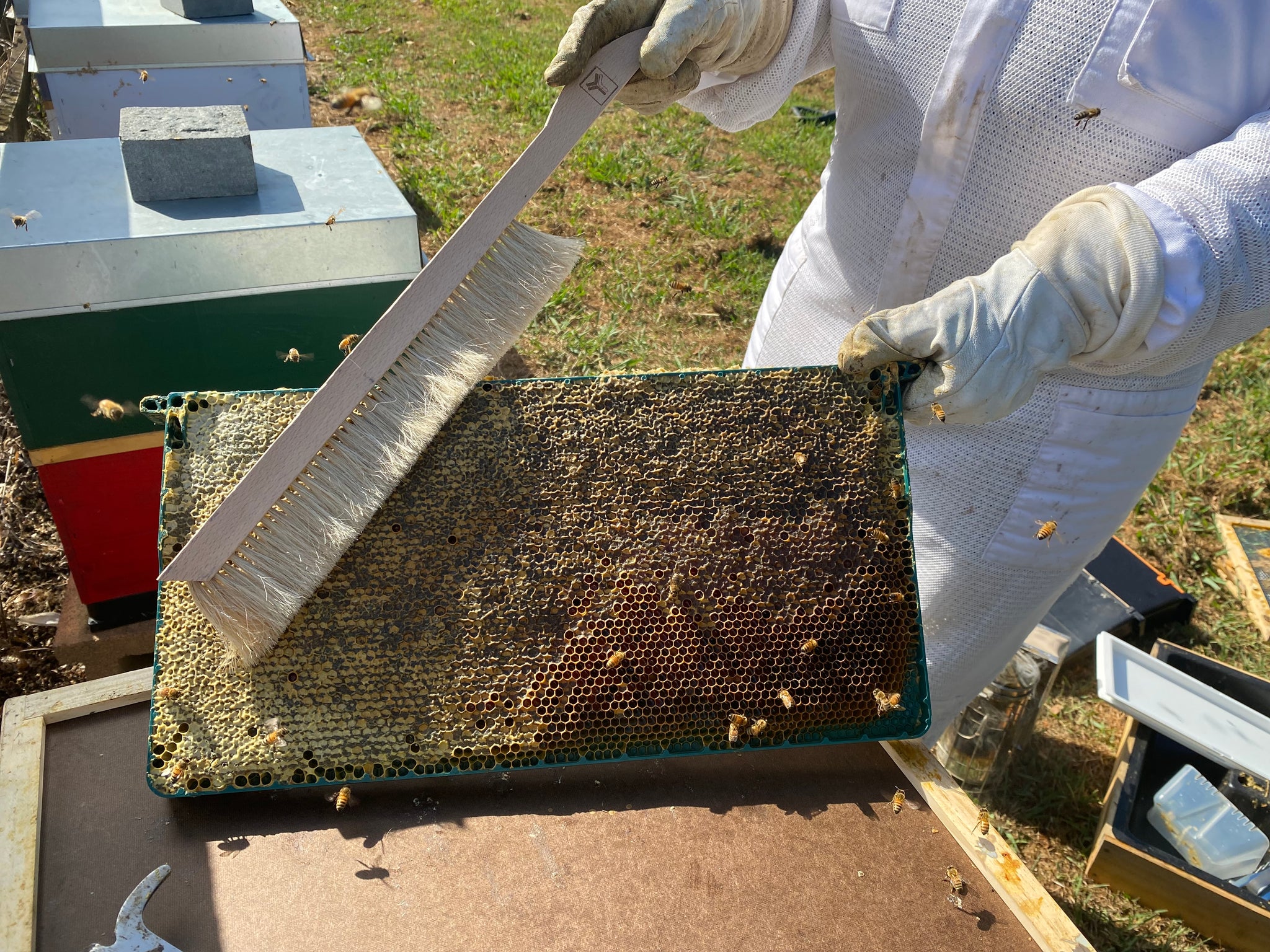 Bioforme Frame - 30g Wax Full Depth - Ecrotek Beekeeping Supplies Australia