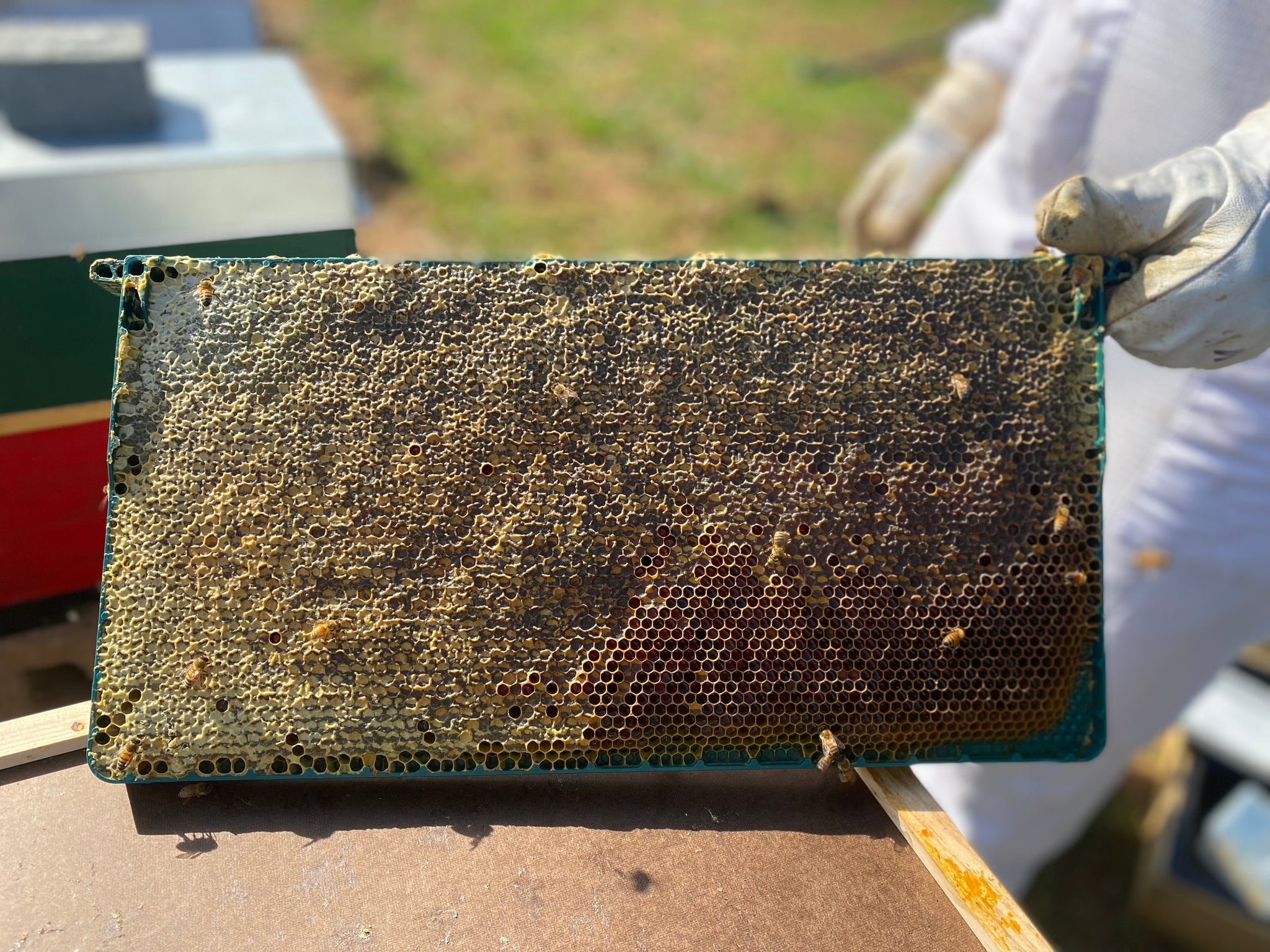 Bioforme Frame - 30g Wax Full Depth - Ecrotek Beekeeping Supplies Australia
