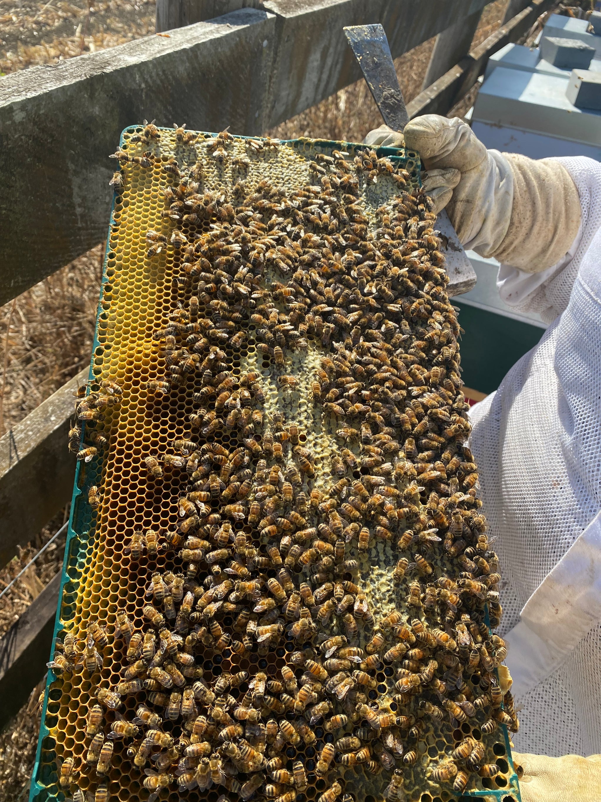 Bioforme Frame - 30g Wax Full Depth - Ecrotek Beekeeping Supplies Australia