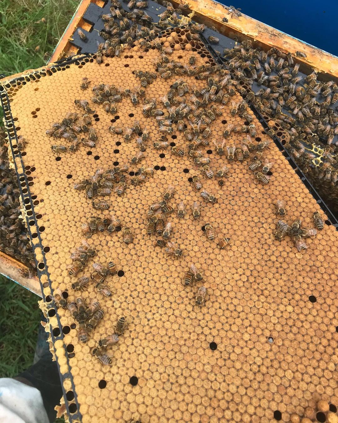 Ready-To-Go Super - Beetek+ Waxed Plastic Frames - Full Depth (Standar ...