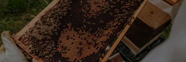 Varroa Mite Australia Management How-tos & Treatments - Ecrotek ...