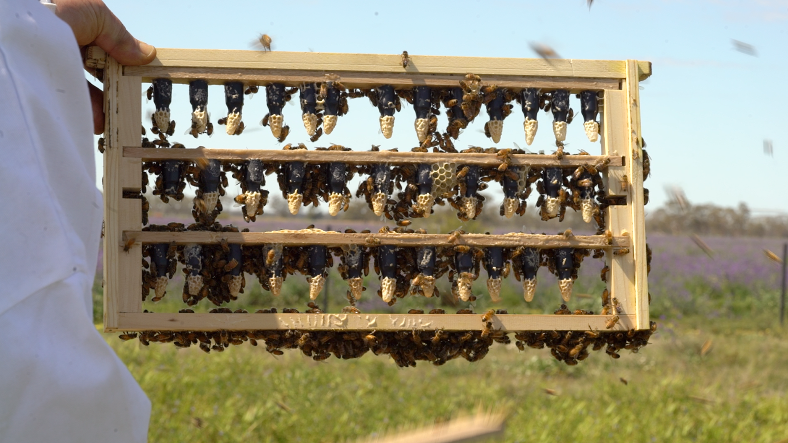 Queen Cell Cups - Four Options - Ecrotek Beekeeping Supplies Australia