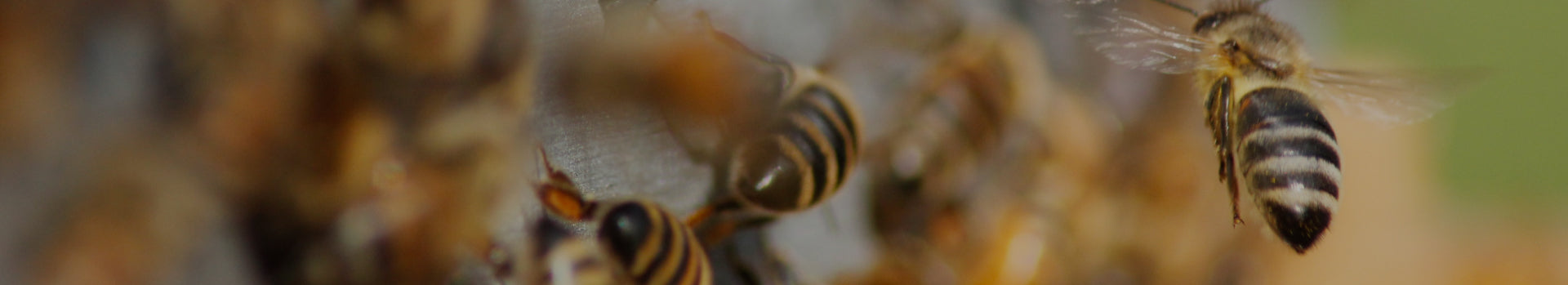 Beekeeping 101 Series - Ecrotek Beekeeping Supplies Australia