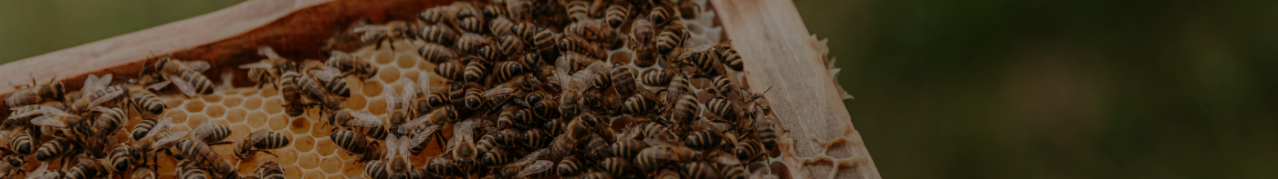 Varroa Mite Australia Management How-tos & Treatments - Ecrotek ...