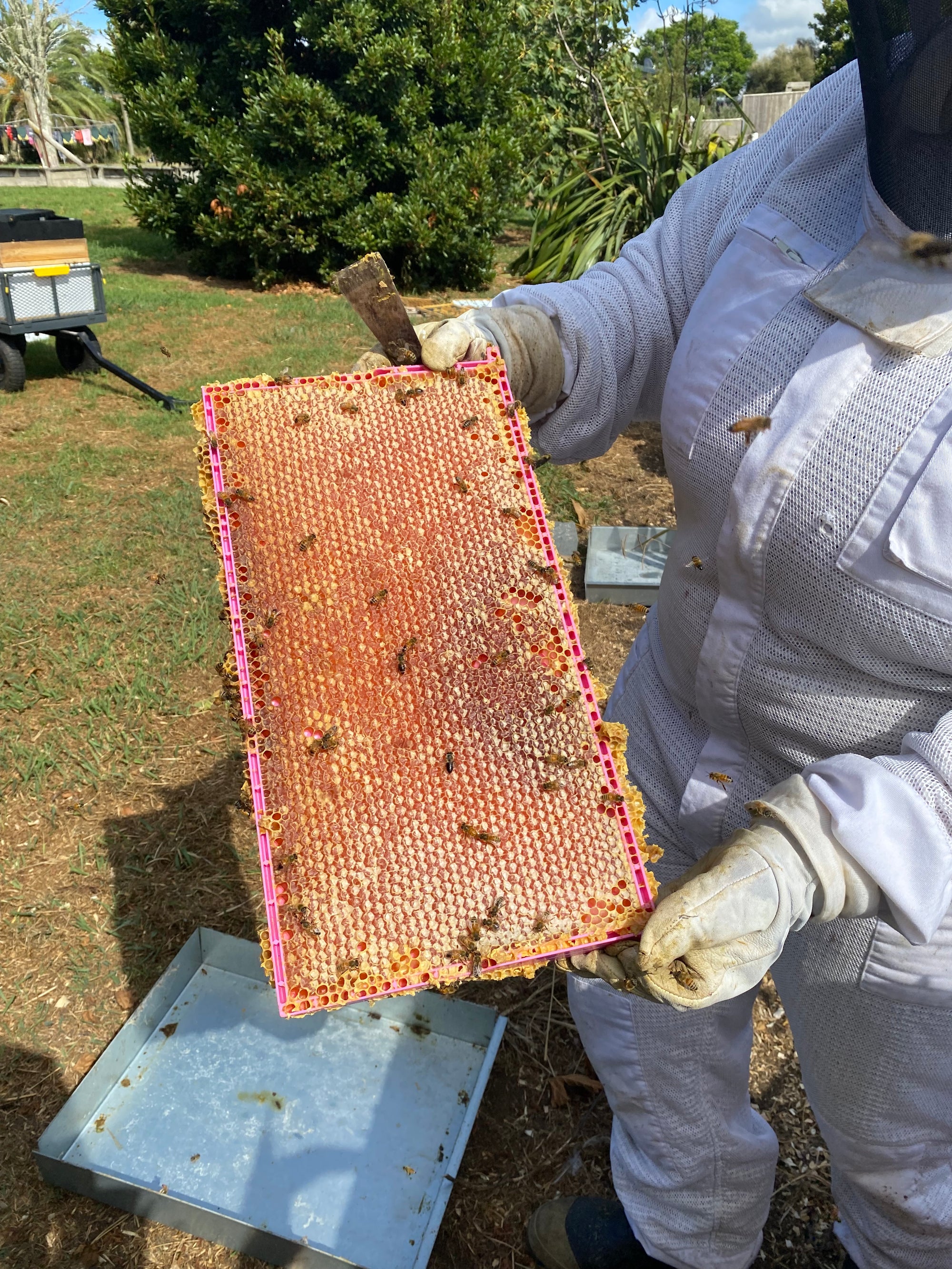 HoneyMax Hoffman Pink Frame - 3/4 Depth - Ecrotek Beekeeping Supplies ...