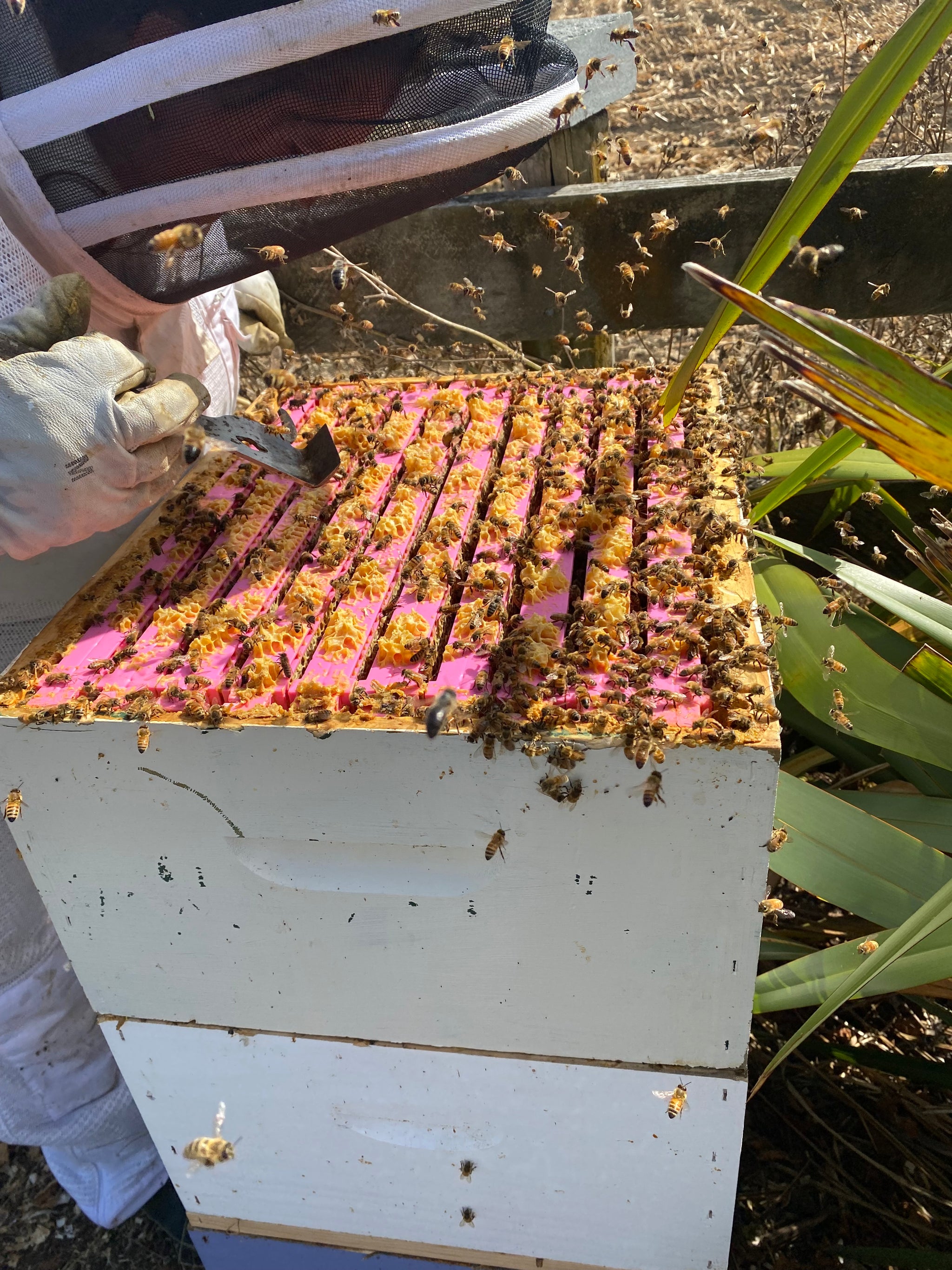 HoneyMax Hoffman Pink Frame - 3/4 Depth - Ecrotek Beekeeping Supplies ...