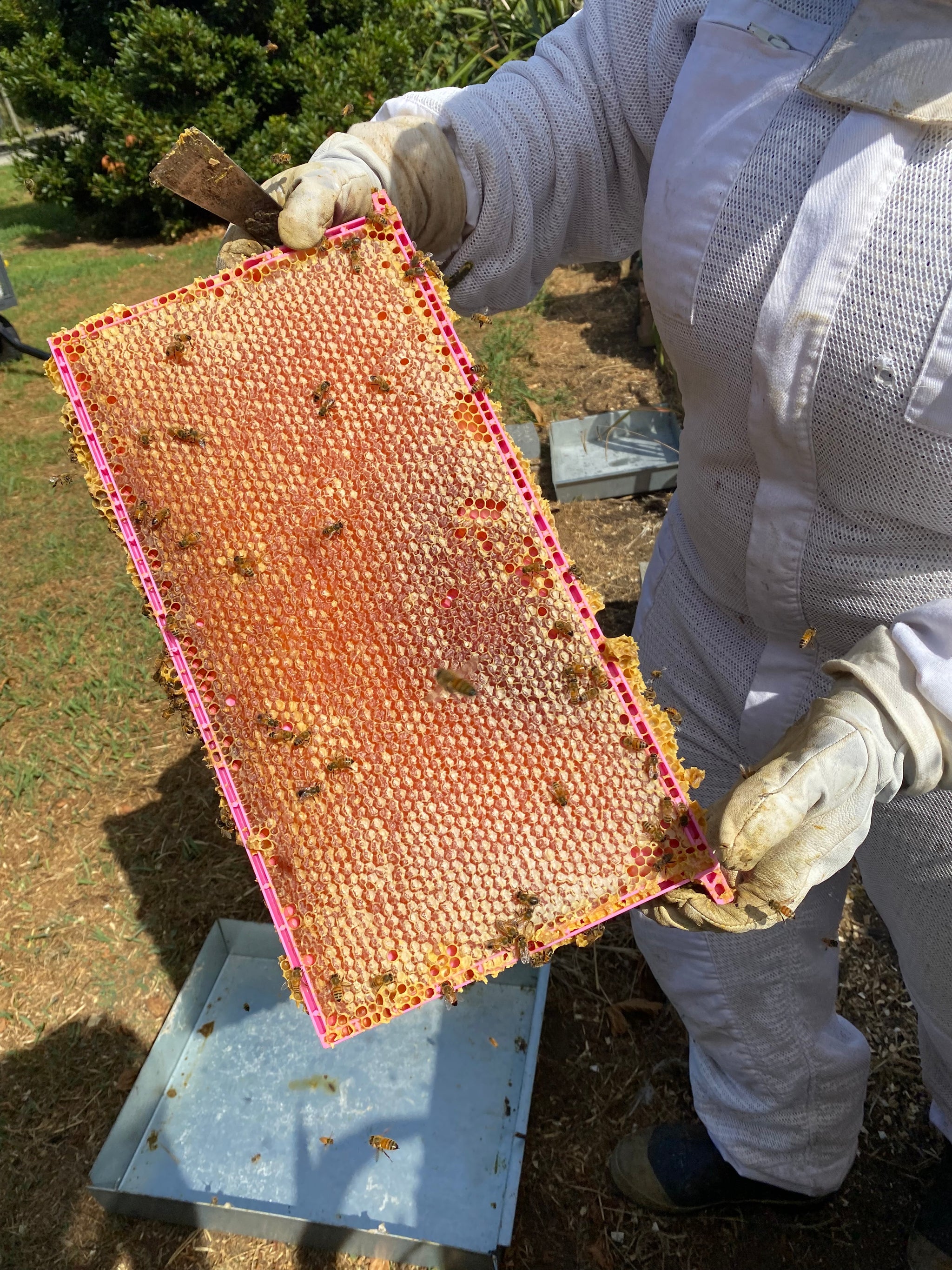 HoneyMax Hoffman Pink Frame - 3/4 Depth - Ecrotek Beekeeping Supplies ...