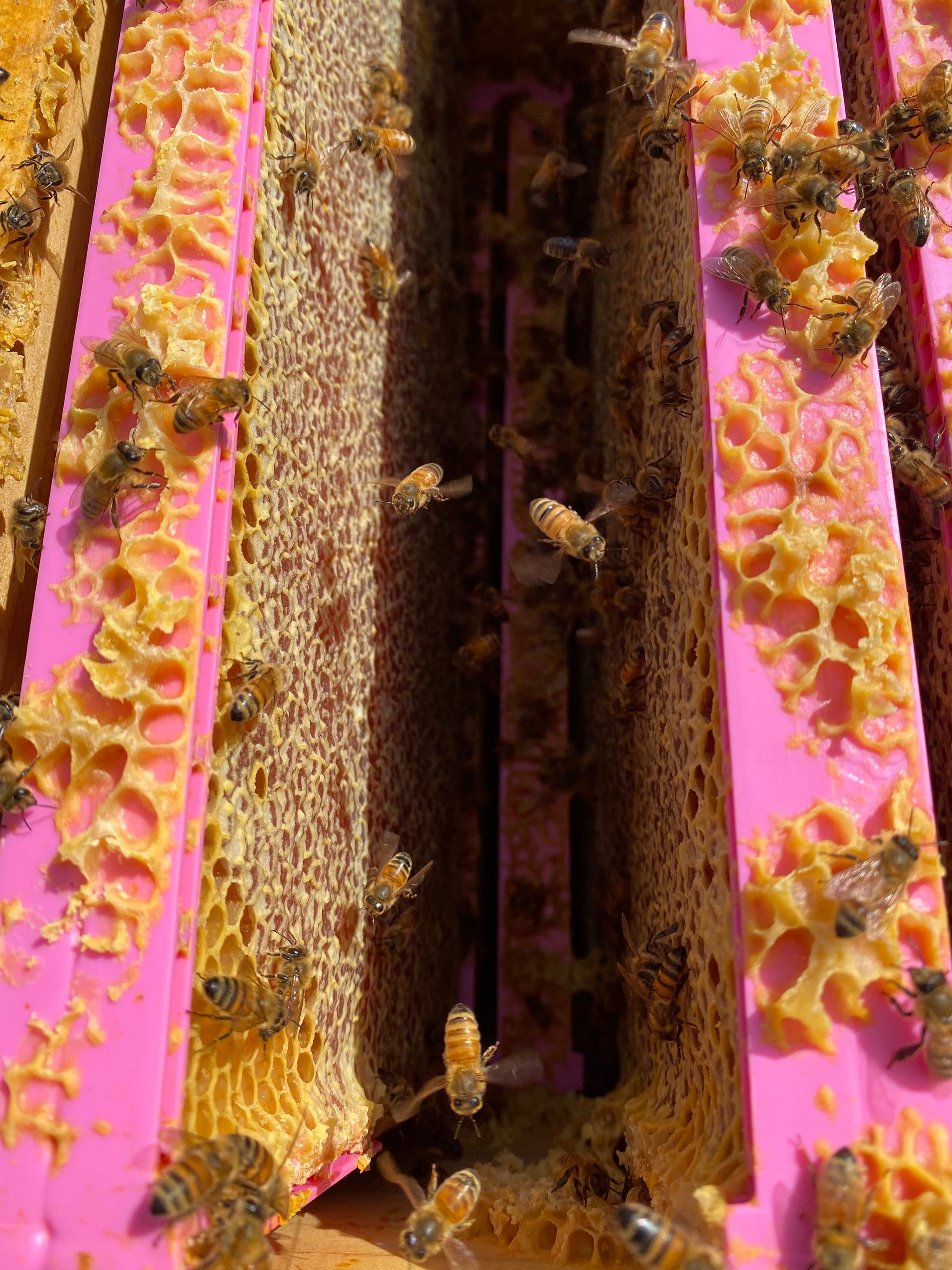 HoneyMax Hoffman Pink Frame - 3/4 Depth - Ecrotek Beekeeping Supplies ...