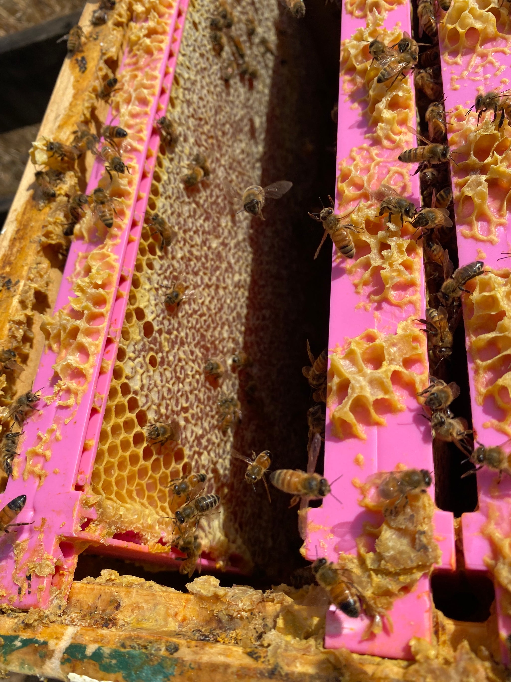HoneyMax Hoffman Pink Frame - 3/4 Depth - Ecrotek Beekeeping Supplies ...