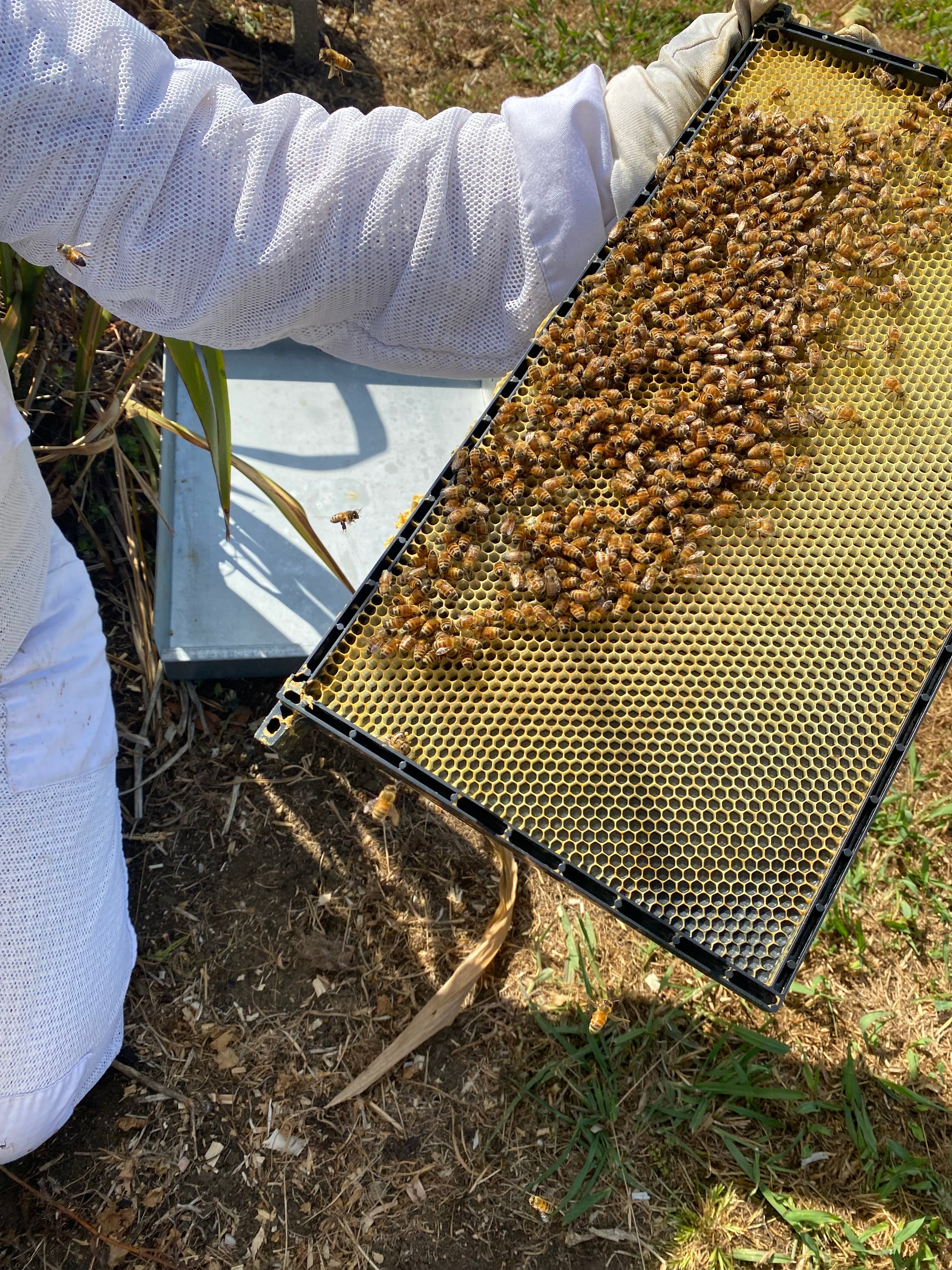 Ready-To-Go Super - Beetek+ Waxed Plastic Frames - Full Depth (Standar ...