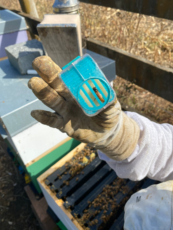 One Hand Queen Catcher - Ecrotek Beekeeping Supplies Australia