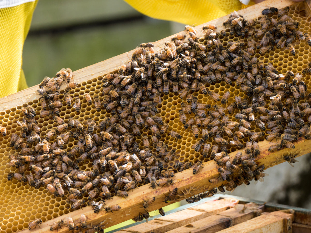 Flat Pack Frame Grooved Bottom Bar and Grooved End Bar - 3/4 Depth ...