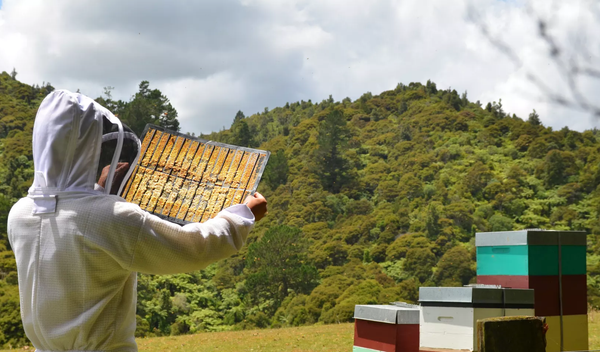 Beetek Propolis Mat - 10 Frame - Ecrotek Beekeeping Supplies Australia