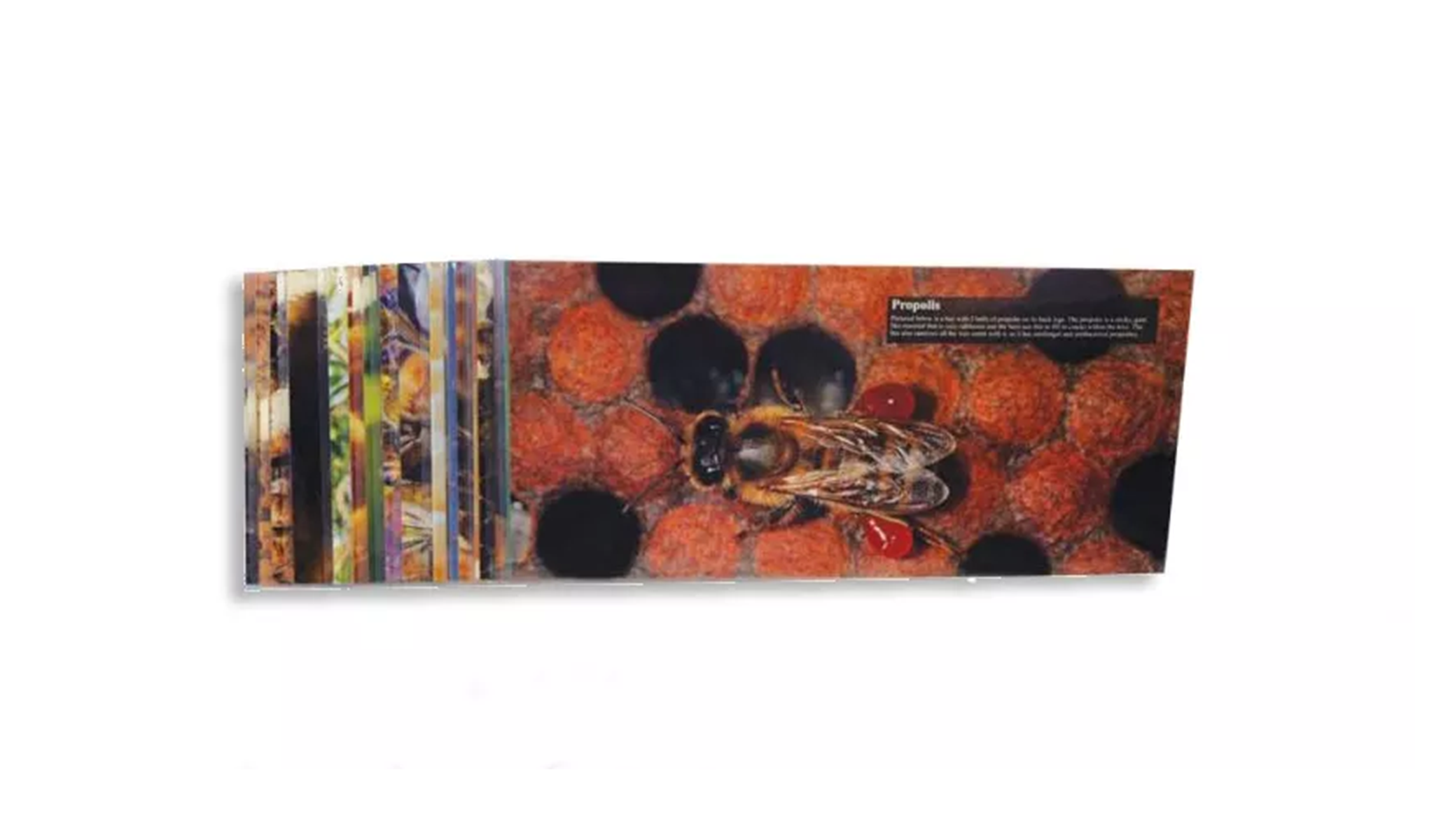 Teaching Frame Inserts - Set of 20 - Ecrotek Beekeeping Supplies Australia