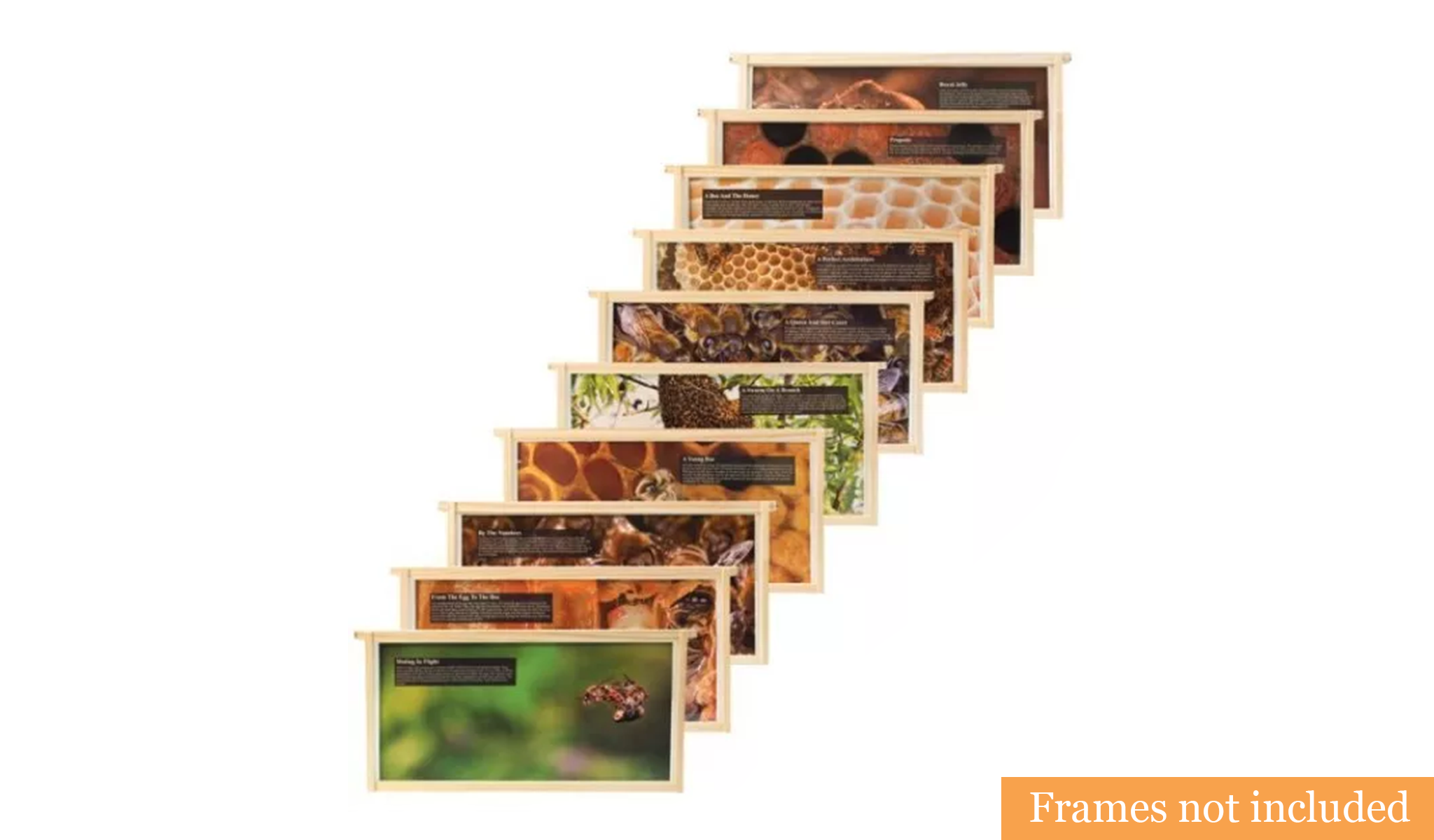 Teaching Frame Inserts - Set of 20 - Ecrotek Beekeeping Supplies Australia